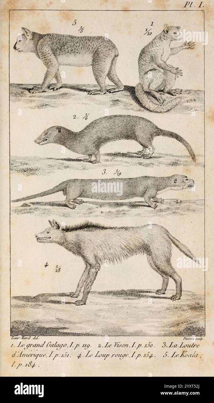 anatomy, animals, classification, natural history, zoology, A ...