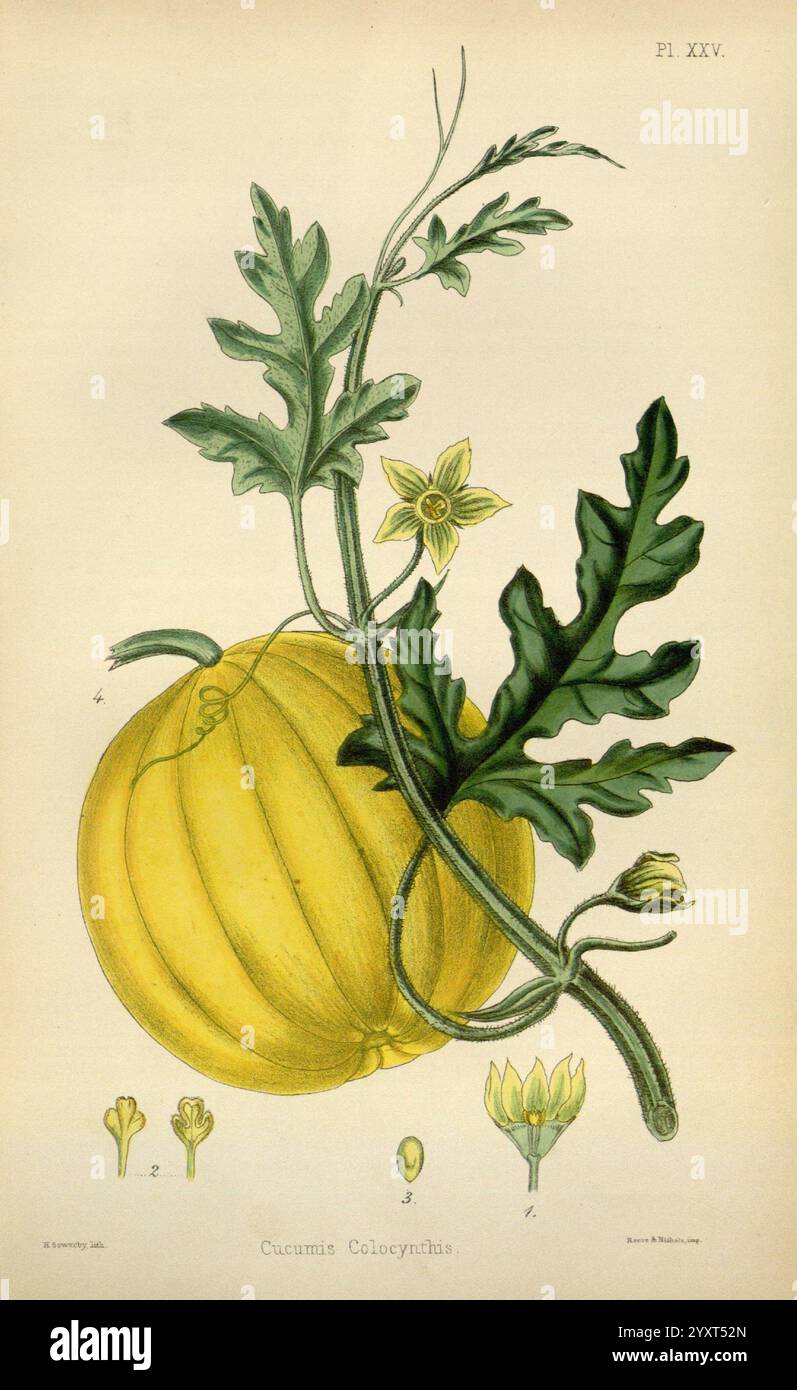 Cucumis colchicus hi-res stock photography and images - Alamy