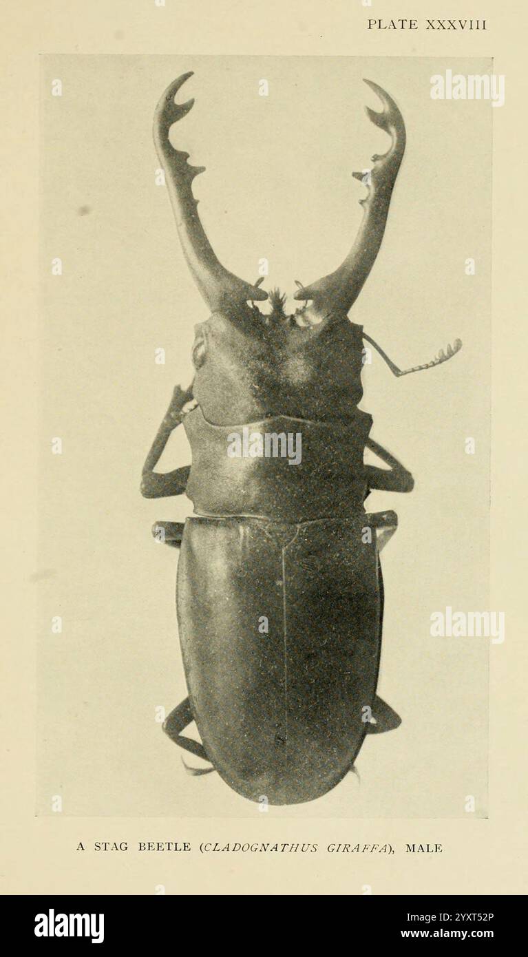 Resemble antlers hi-res stock photography and images - Alamy