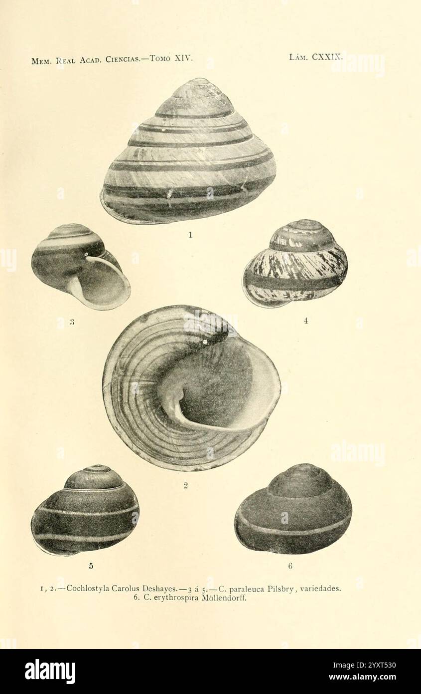 Memorias de la Real Academia de Ciencias Exactas, Fisicas y Naturales ...
