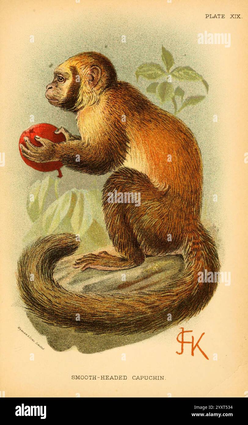 Smooth headed capuchin monkey hi-res stock photography and images - Alamy