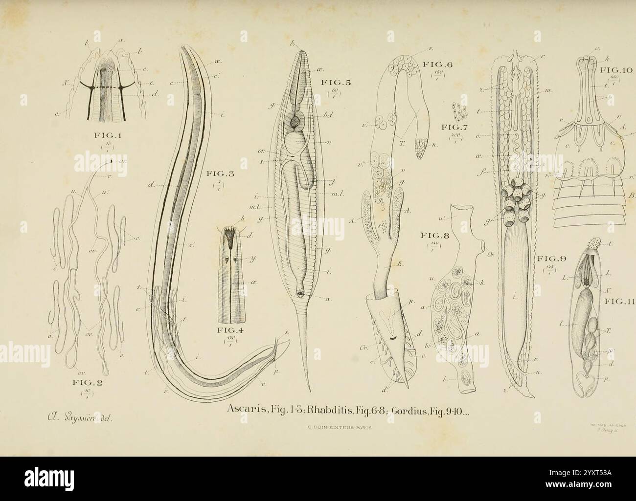 Nematode Anatomy Morphology Of Anisakis Nematode. A). Anterior; B).