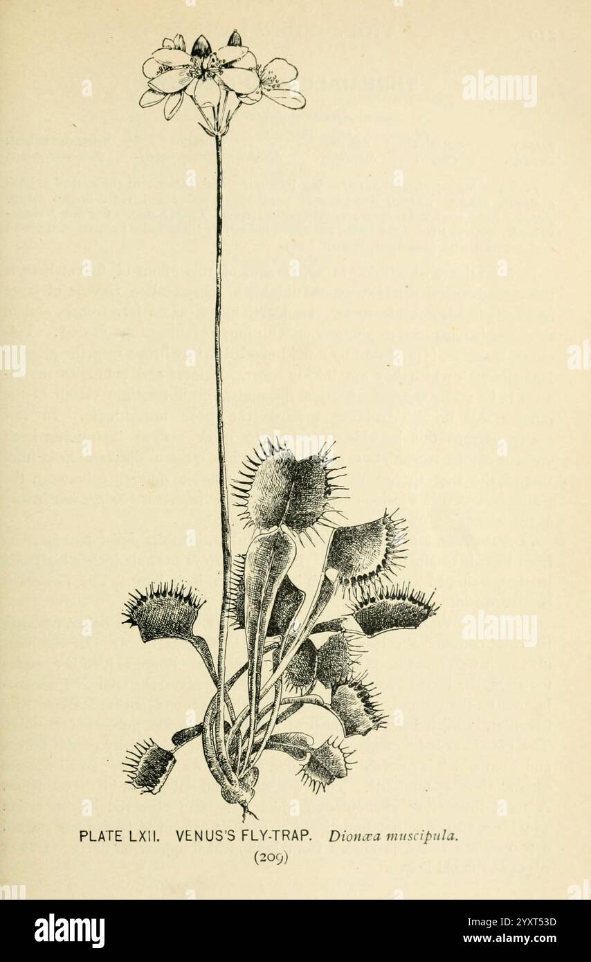 Hinged traps lined hi-res stock photography and images - Alamy