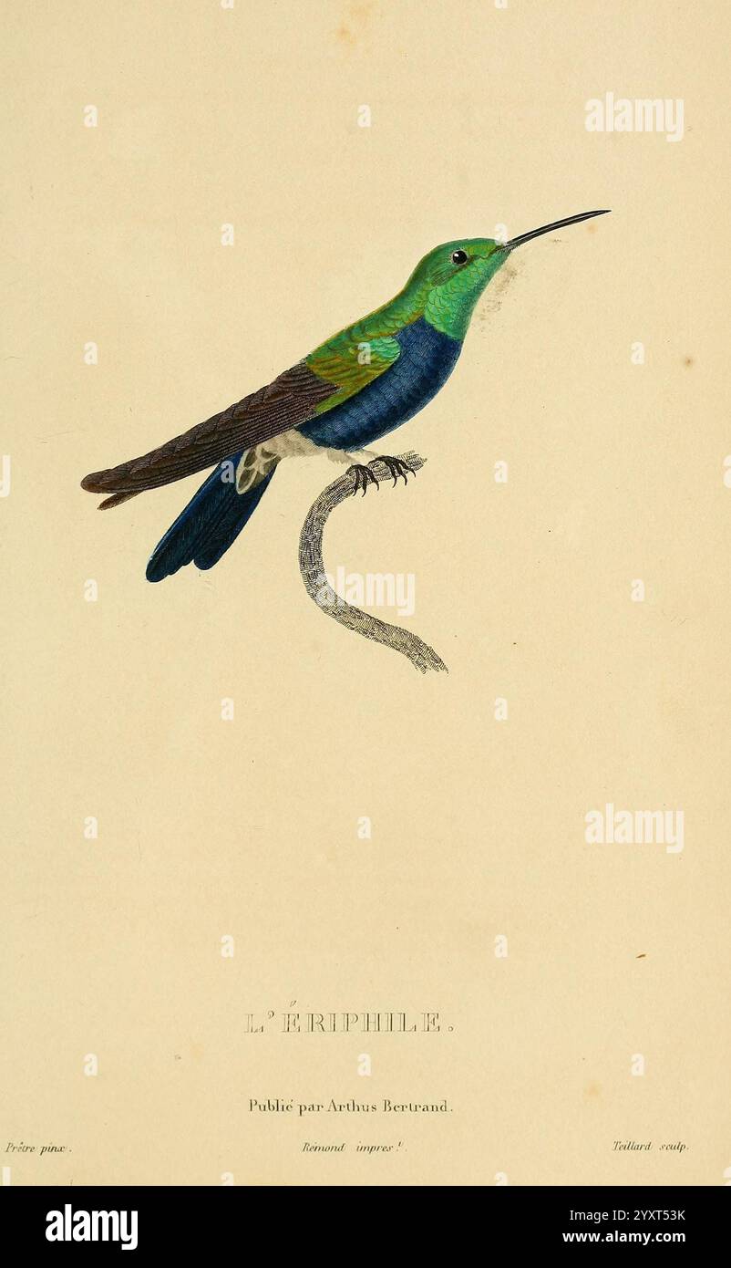 Histoire naturelle des colibris, Paris, Arthus Bertrand, 1830-1832 ...