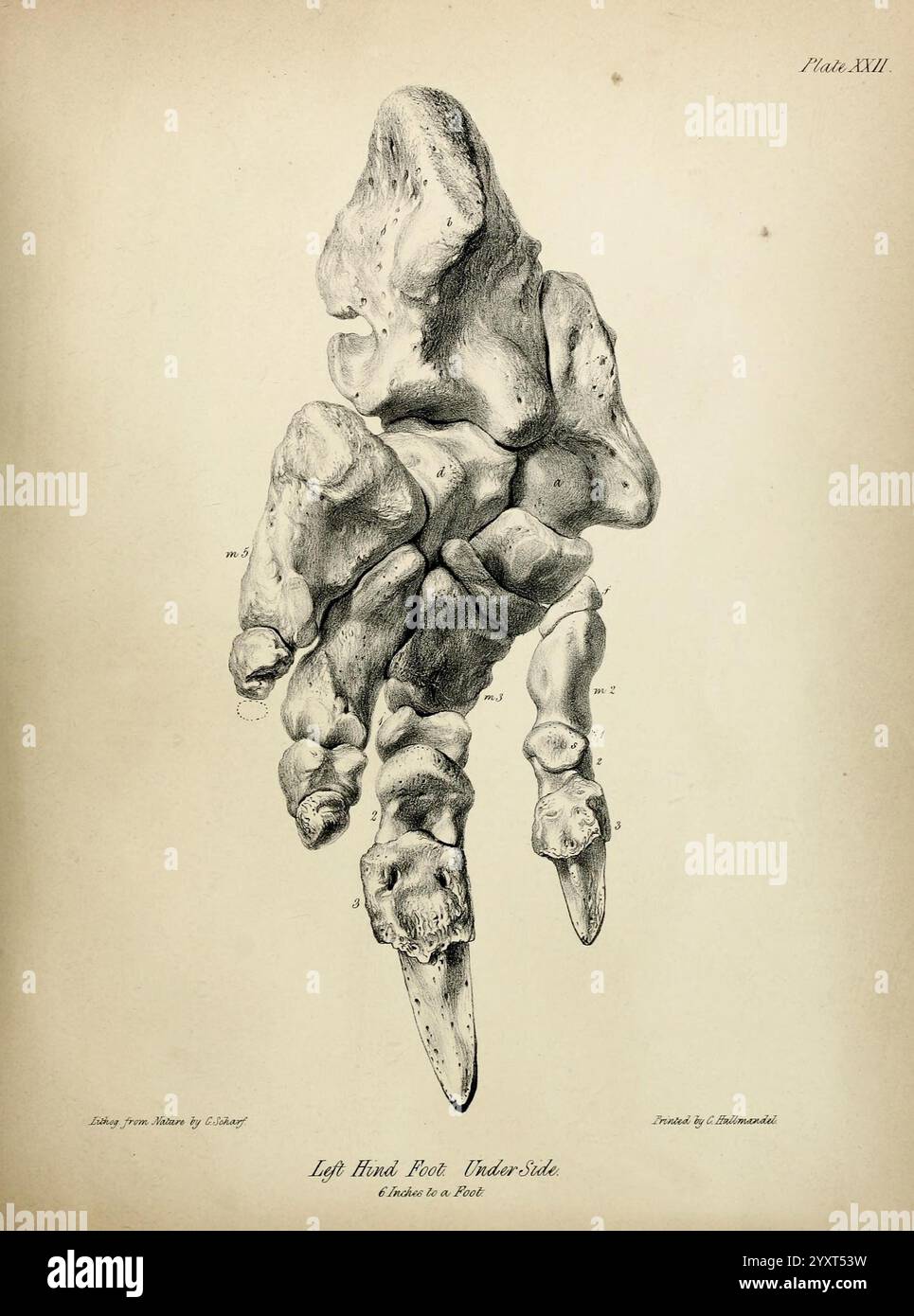 Description of the skeleton of an extinct gigantic Sloth, Mylodon ...