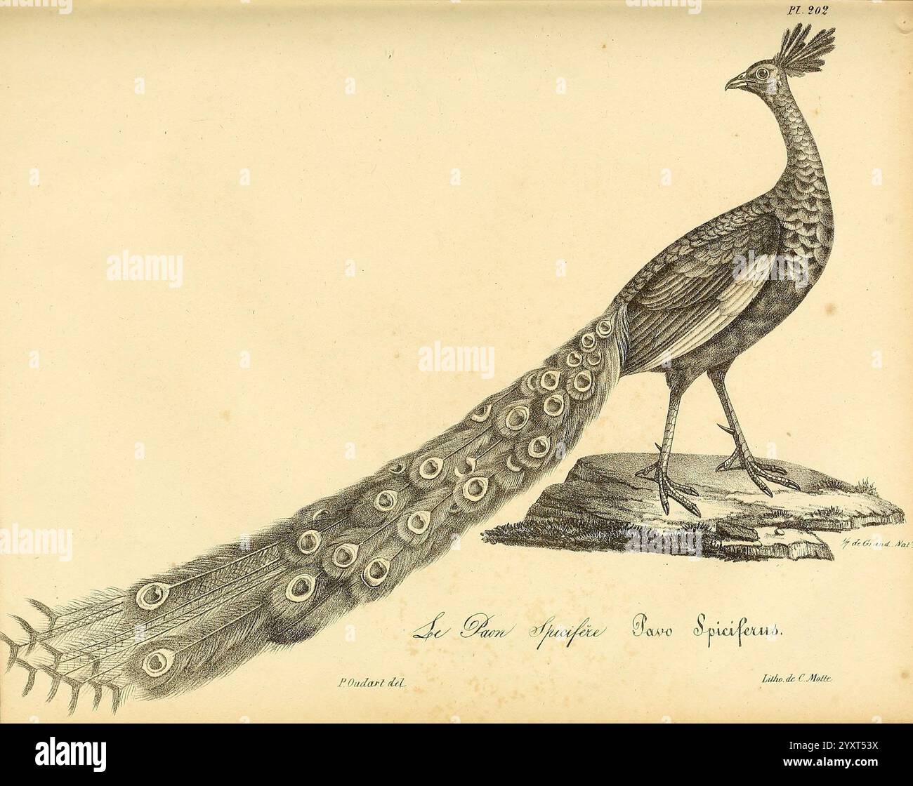 Paul louis oudart artist hi-res stock photography and images - Alamy