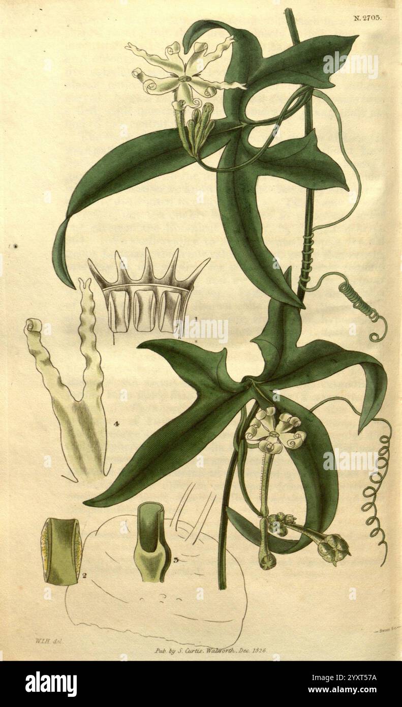 Curtis's Botanical Magazine London, New York Botanical Illustration ...