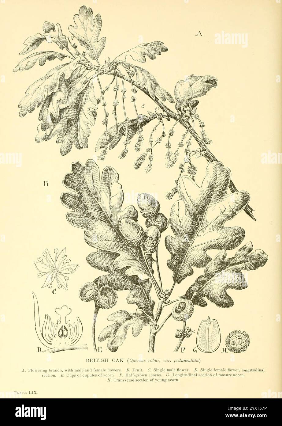 Trees and shrubs of the British Isles, London, Dent, 1909, botany ...
