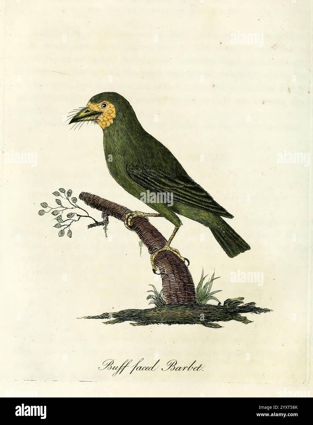 Cryptolybia olivacea hi-res stock photography and images - Alamy