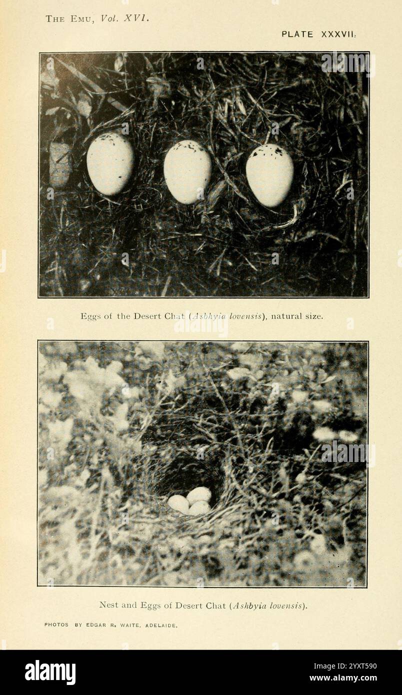 Upper section displays three eggs laid hi-res stock photography and ...