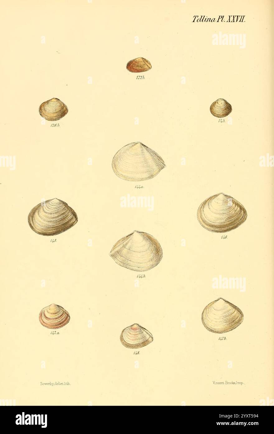 Pronounced height hi-res stock photography and images - Alamy