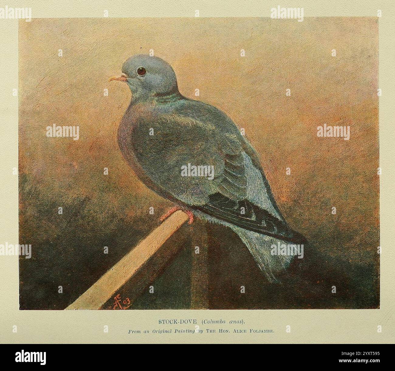Pigeons calm demeanor hi-res stock photography and images - Alamy
