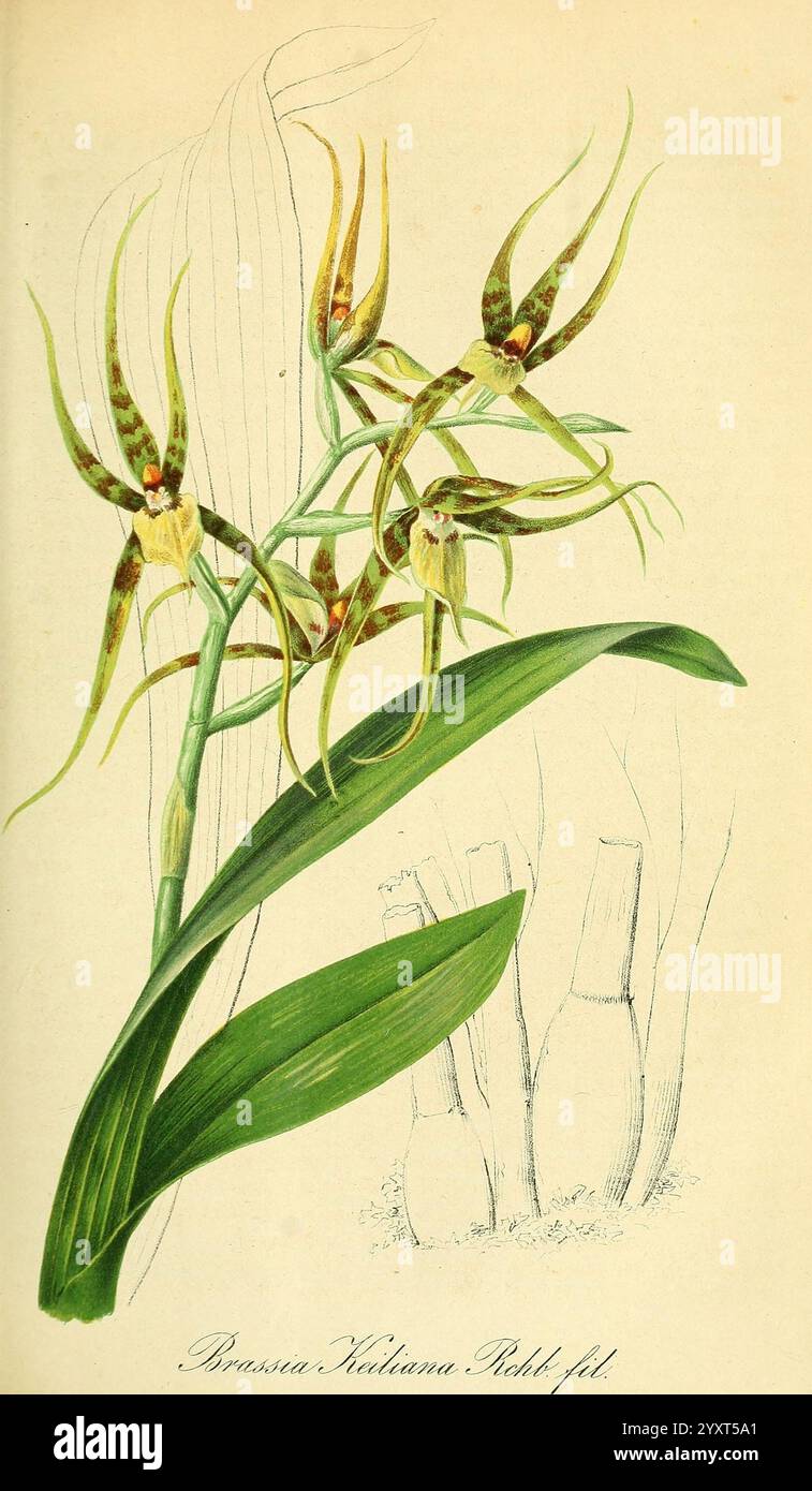 Gartenflora, Erlangen, F. Enke, 1852-1940, botany, gardening, Germany ...