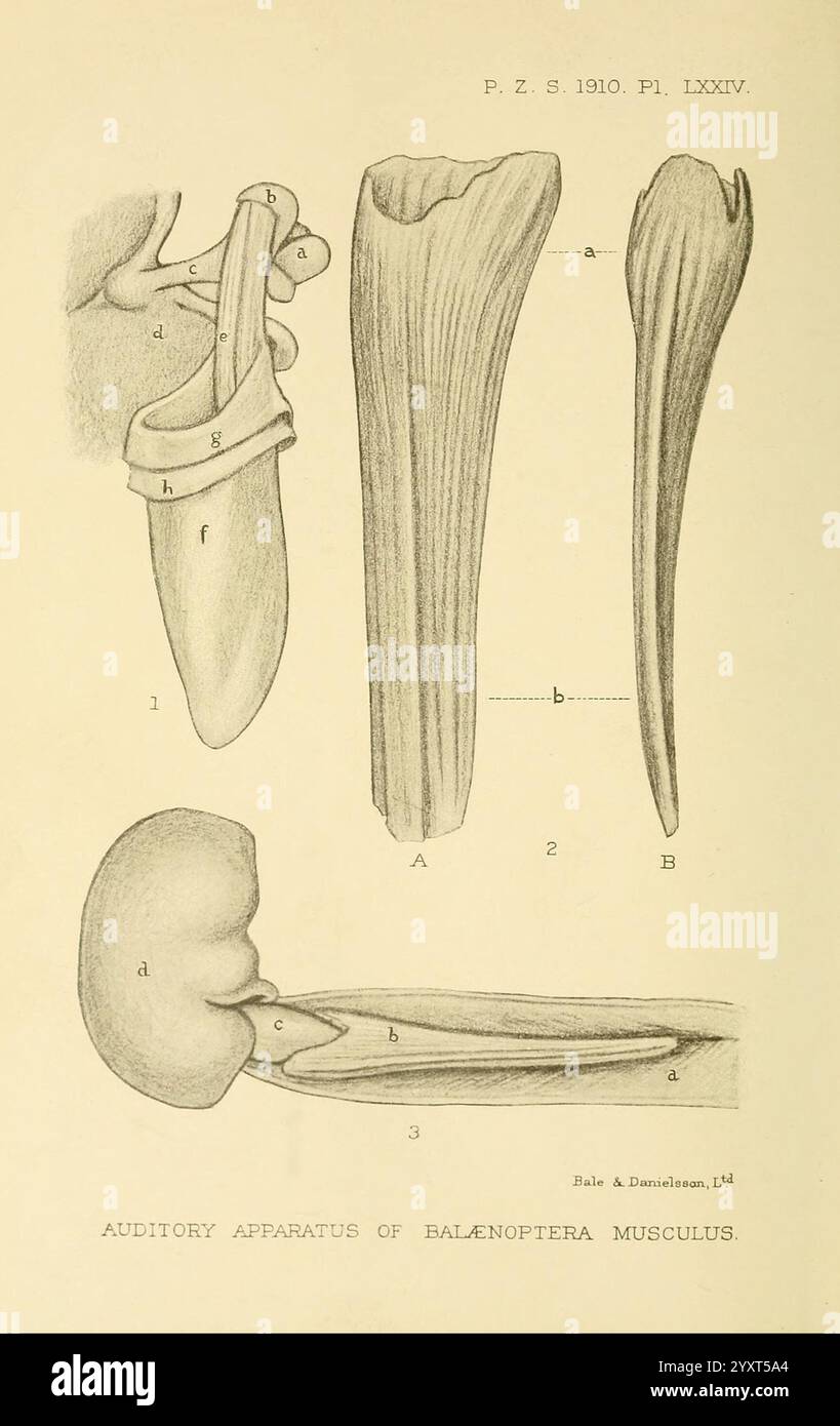 Proceedings of the Zoological Society of London, London, Academic Press ...