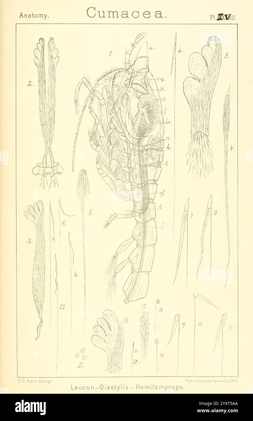 An account of the Crustacea of Norway, Christiania, A. Cammermeyer ...