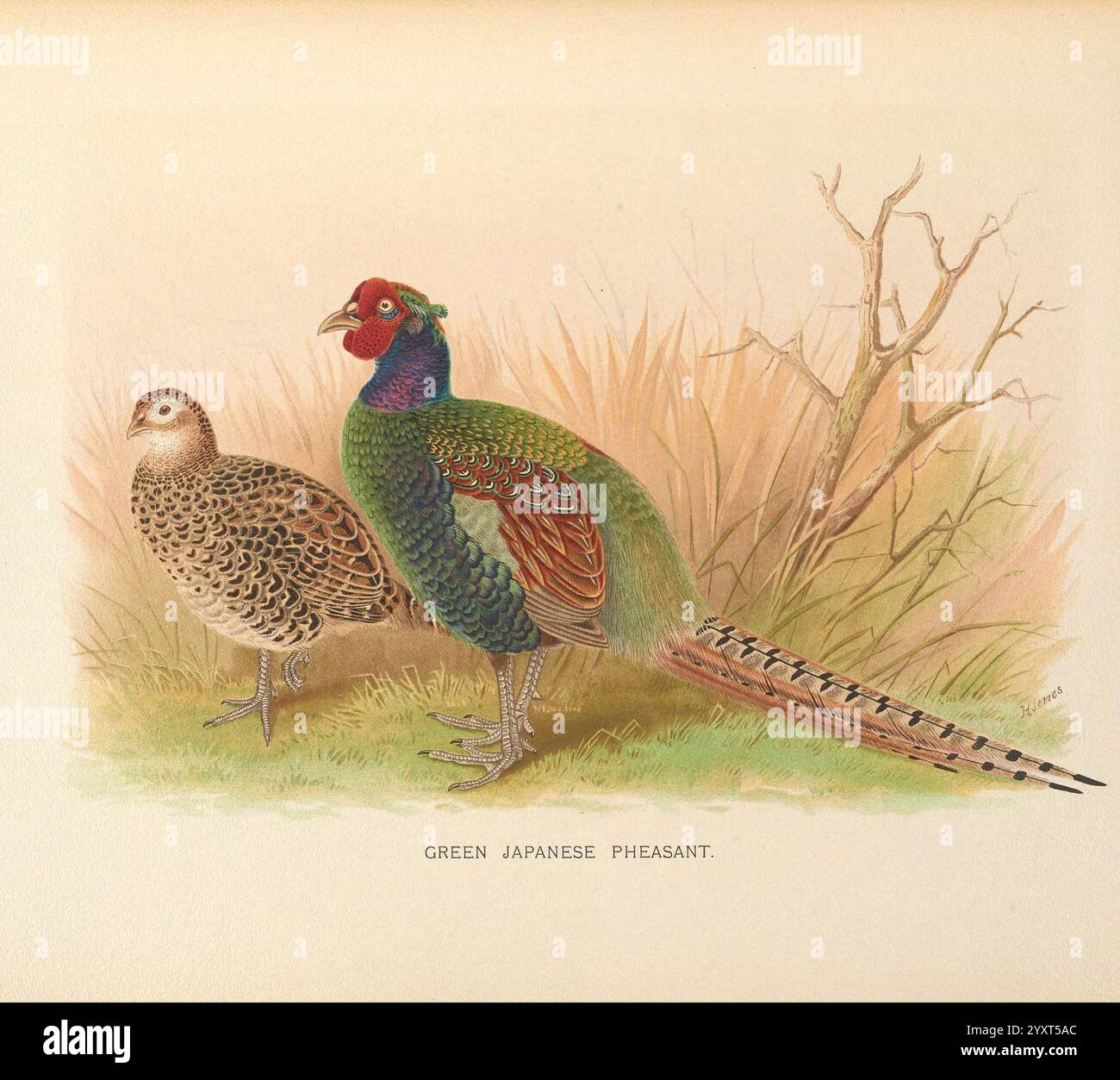 Sparse branches add hi-res stock photography and images - Alamy