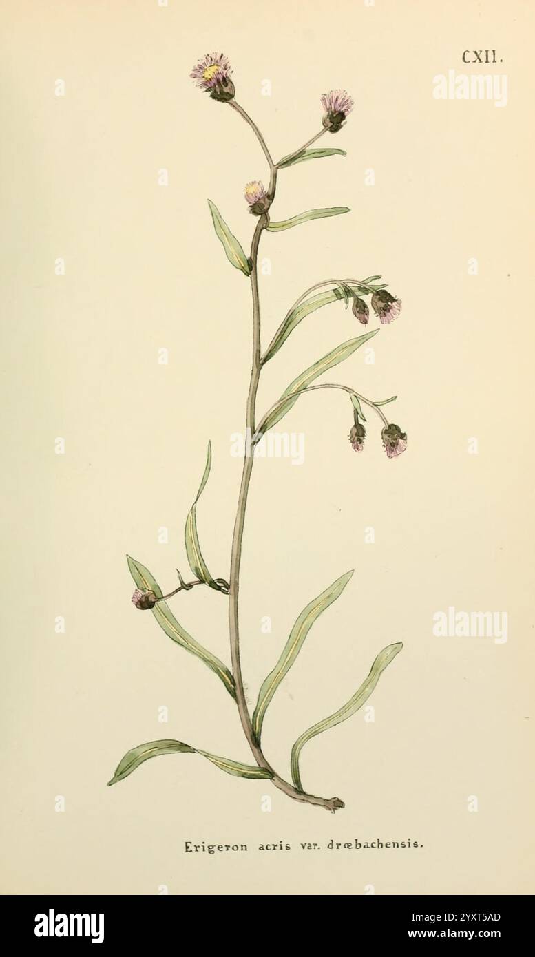 Foliar characteristics hi-res stock photography and images - Alamy