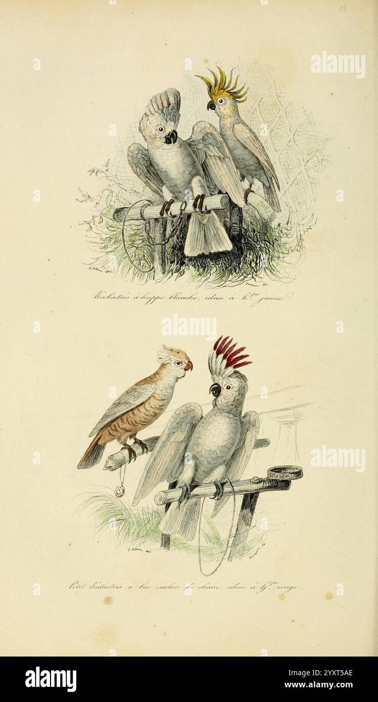 Cockatoo tilting hi-res stock photography and images - Alamy