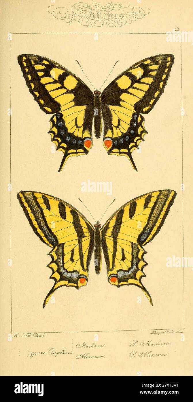 Butterfly displays distinctive markings hi-res stock photography and ...