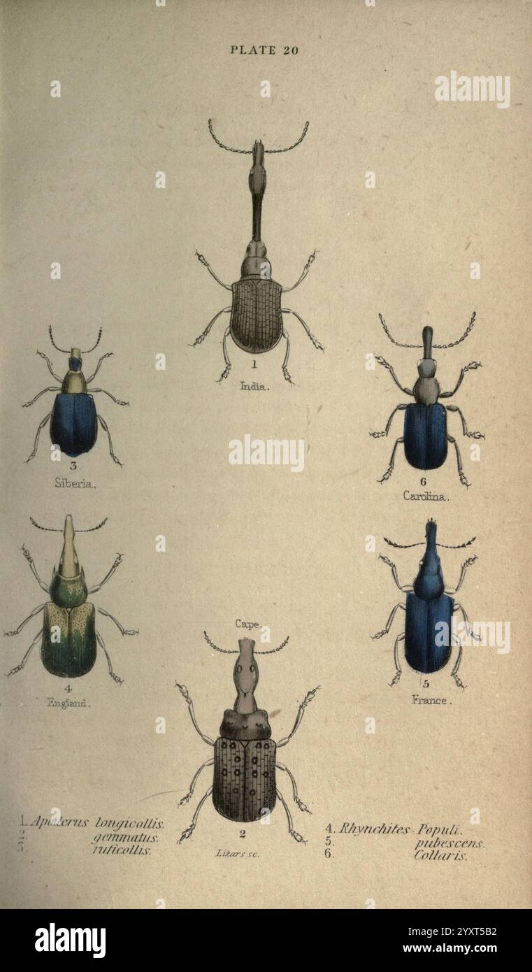 Top row features hi-res stock photography and images - Alamy