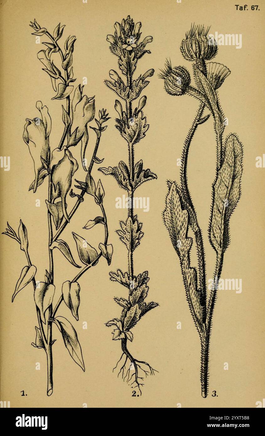 Die Pflanzenwelt Dalmatiens, Leipzig, W. Klinkhardt, 1911, Croatia ...