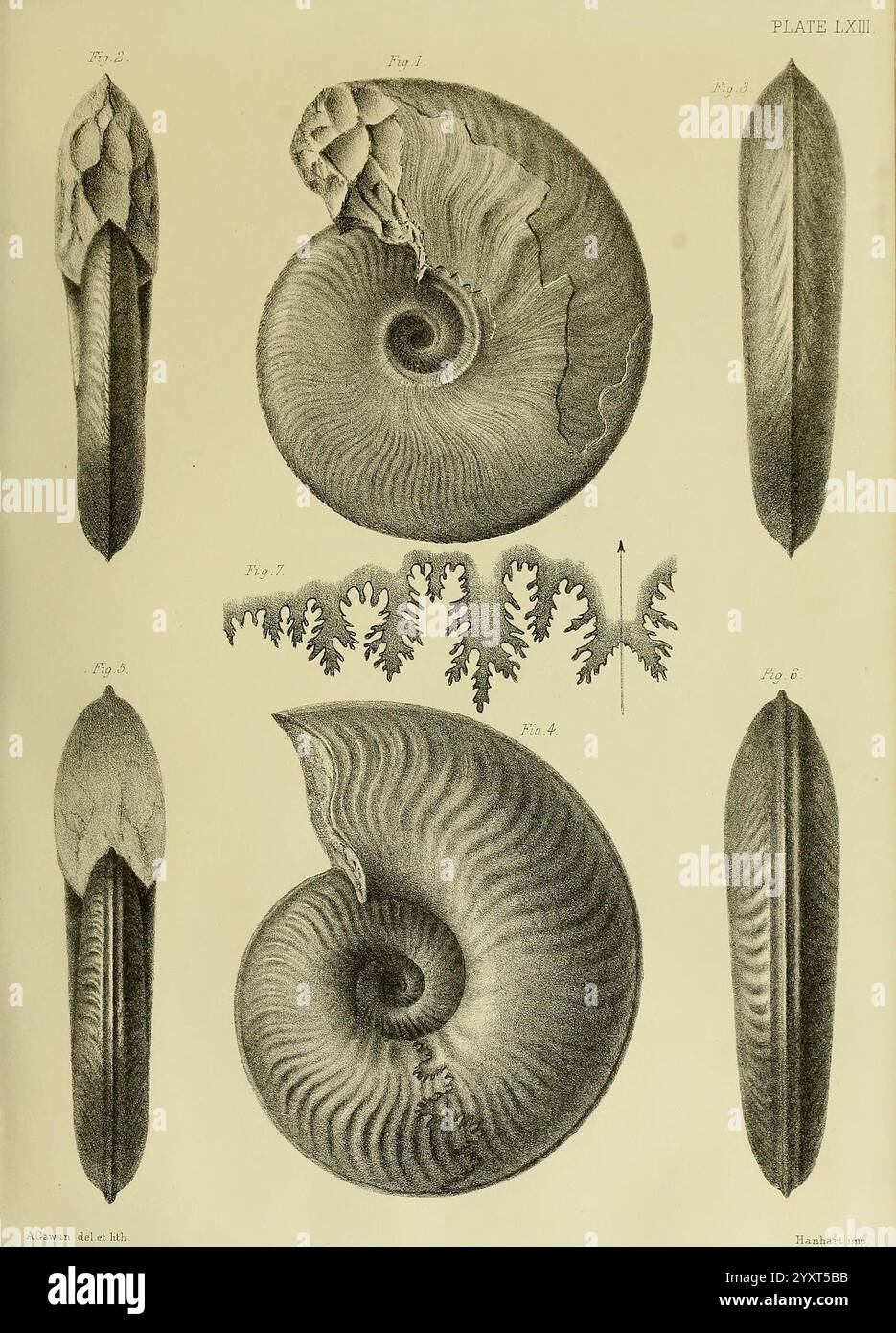 Monograph on the Lias Ammonites of the British Isles London, Printed ...
