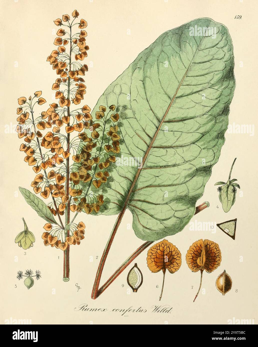 Species rumex crispus hi-res stock photography and images - Alamy