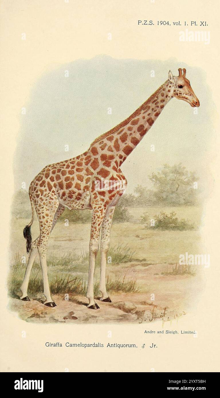 Giraffes unique characteristics hi-res stock photography and images - Alamy