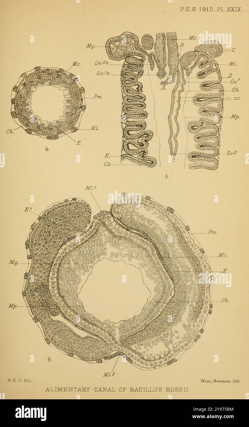 Proceedings of the Zoological Society of London, London, Academic Press ...