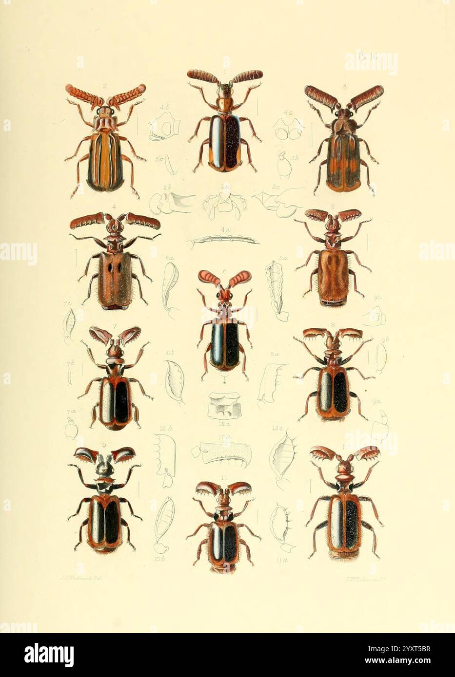 Main beetles hi-res stock photography and images - Alamy