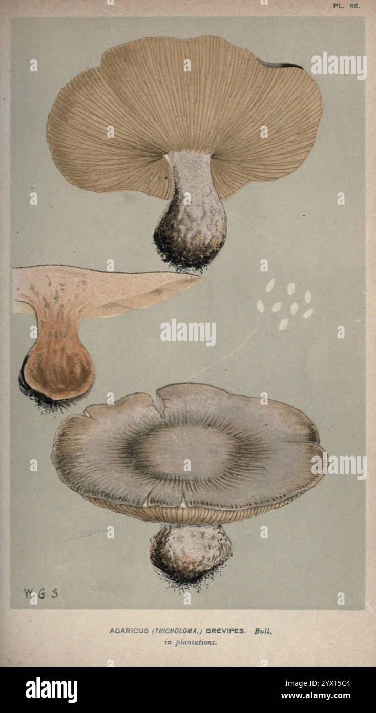 Illustrations of British Fungi (Hymenomycetes) to serve as an atlas to ...