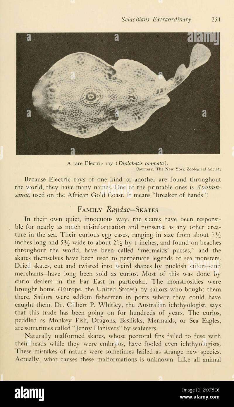 Shadows in the Sea Philadelphia Chilton Books 1963 shark Woods Hole ...