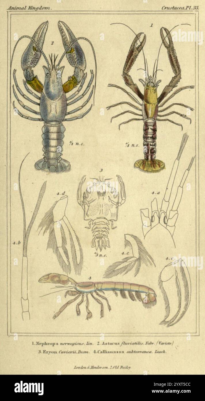 The animal kingdom Arranged according to its organization London G ...