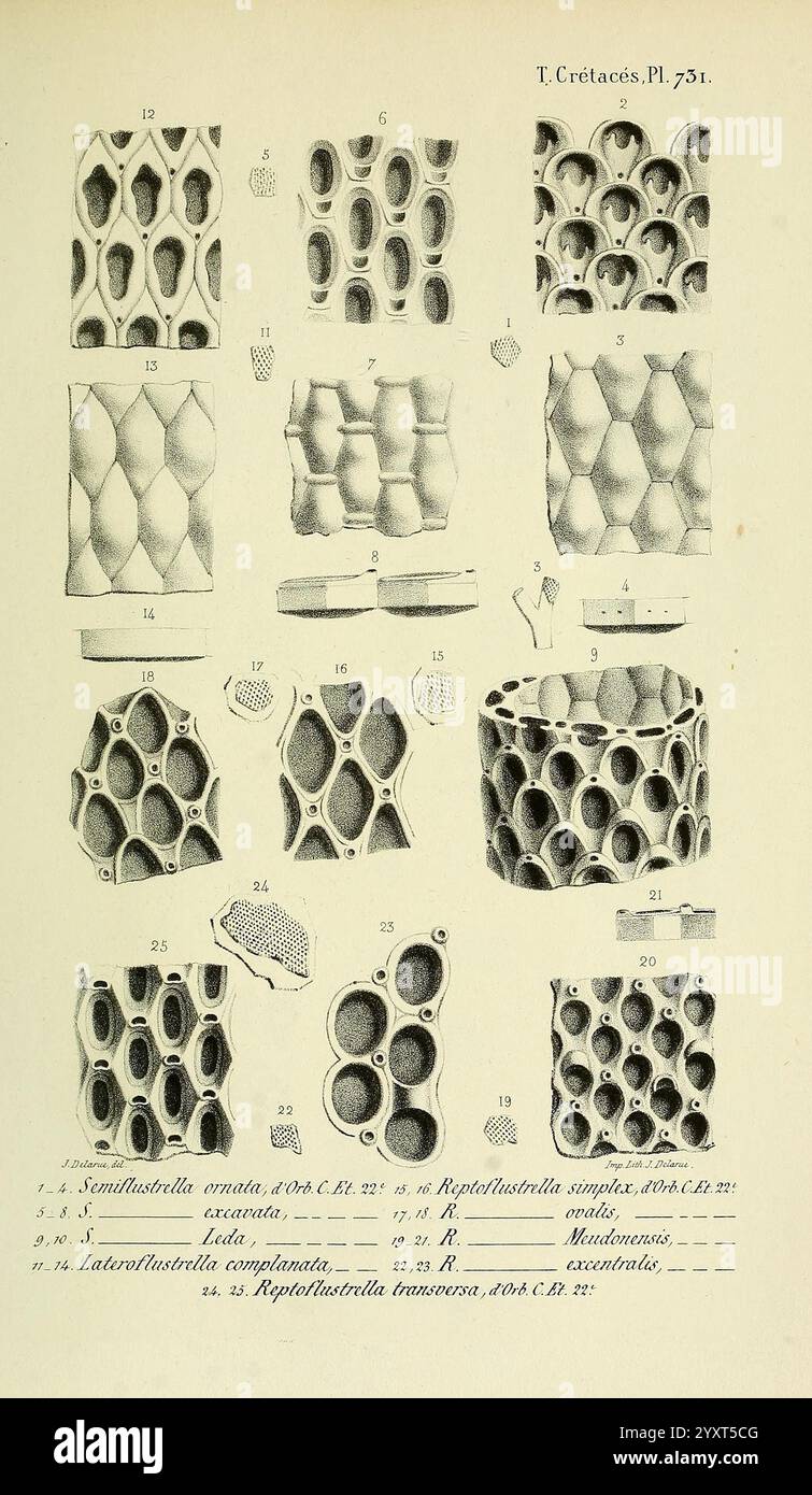 Fossil specimens labeled hi-res stock photography and images - Alamy