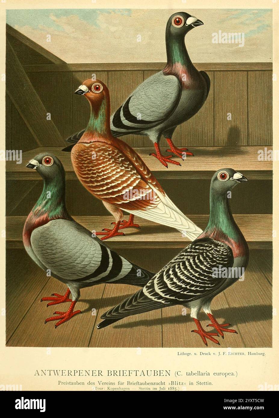 Displaying unique feather patterns hi-res stock photography and images ...