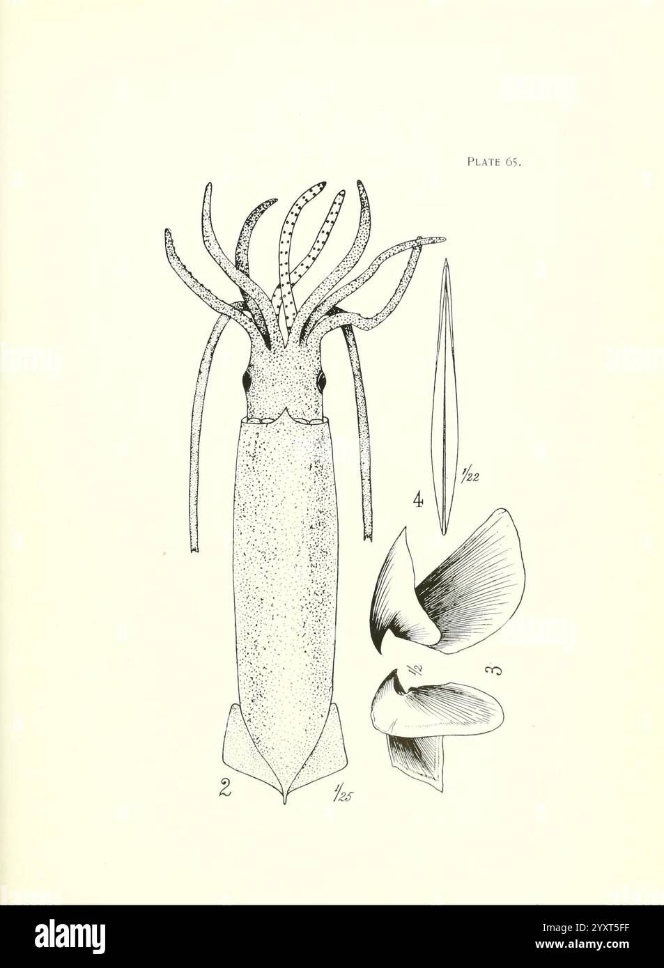 Squids unique morphology hi-res stock photography and images - Alamy