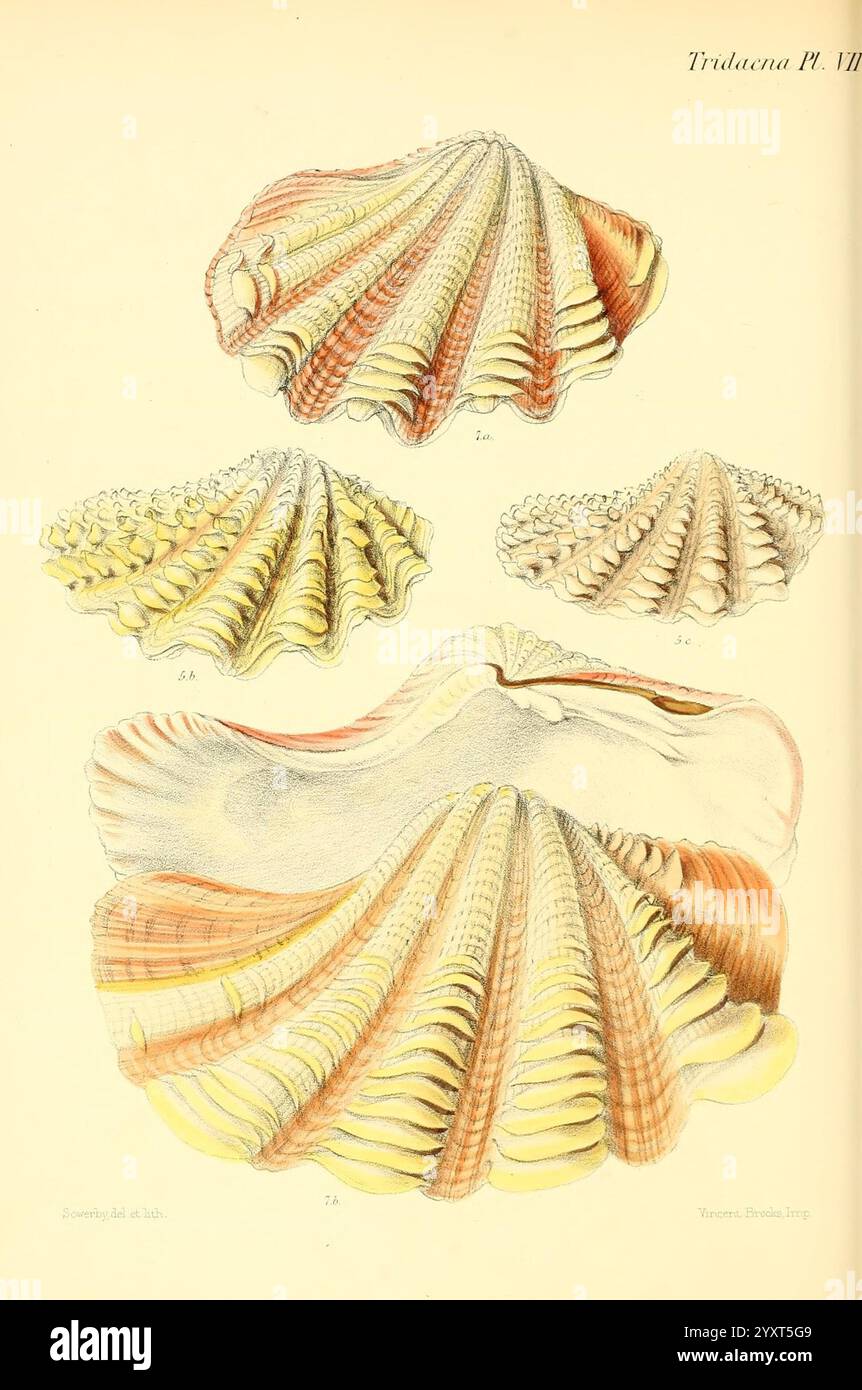 Conchologia iconica, or Illustrations of the shells of molluscous ...
