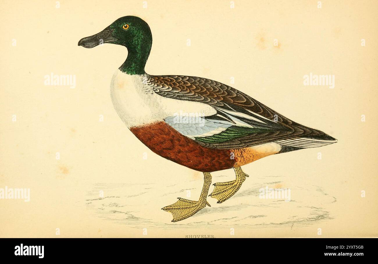 Plump form rests hi-res stock photography and images - Alamy