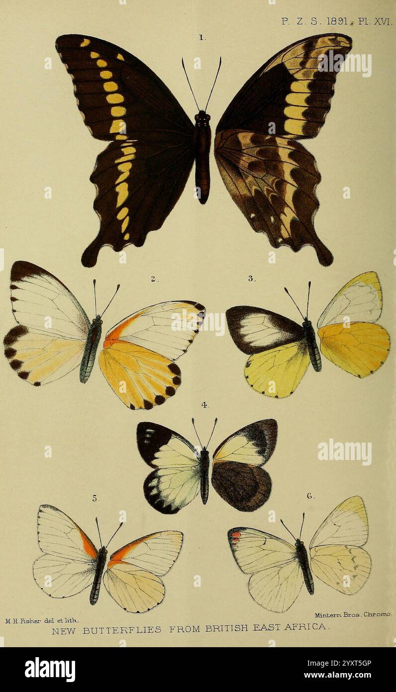 Five smaller butterflies hi-res stock photography and images - Alamy