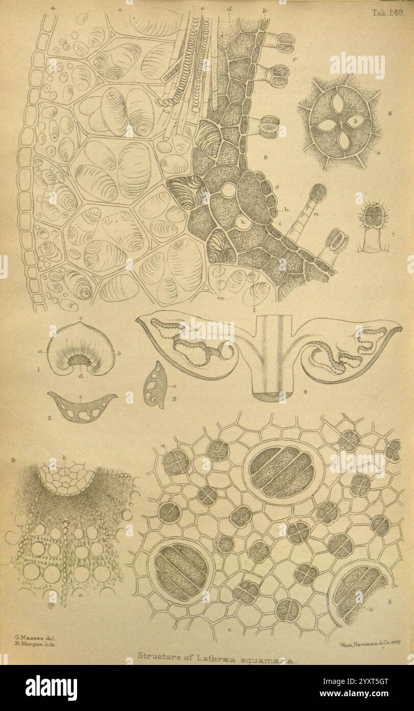 Understanding root morphology hi-res stock photography and images - Alamy