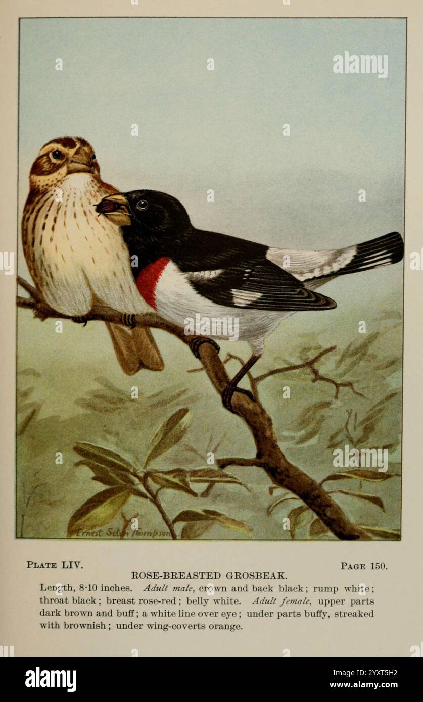 Bird-life, A Guide to the Study of Our Common Birds New York, Appleton ...