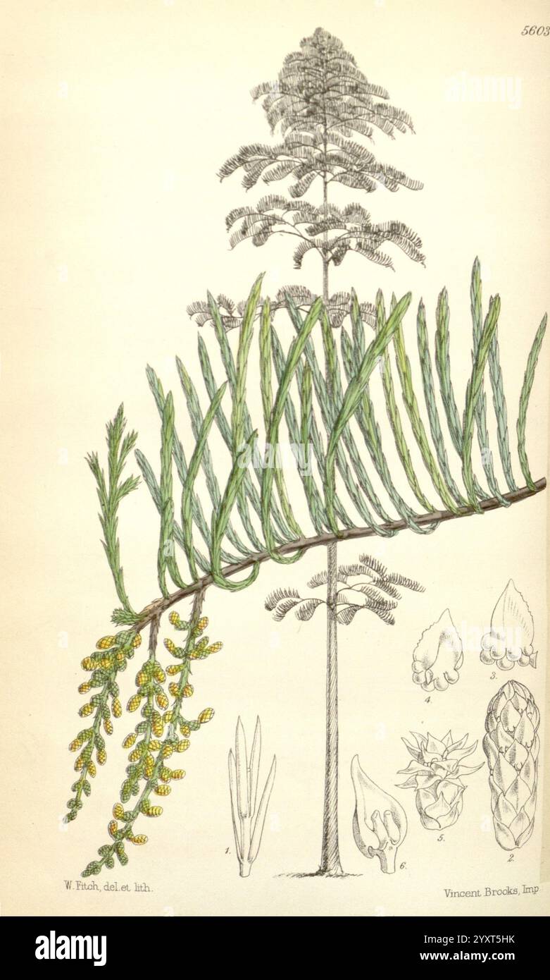 Curtis's Botanical Magazine, London, New York, Botanical Illustration ...