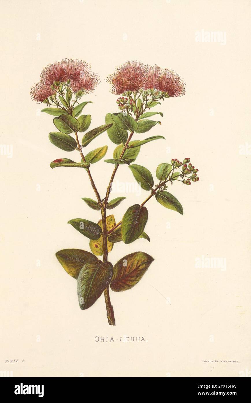 Isabella sinclair isabella mchutcheson sinclair mrs hi-res stock ...