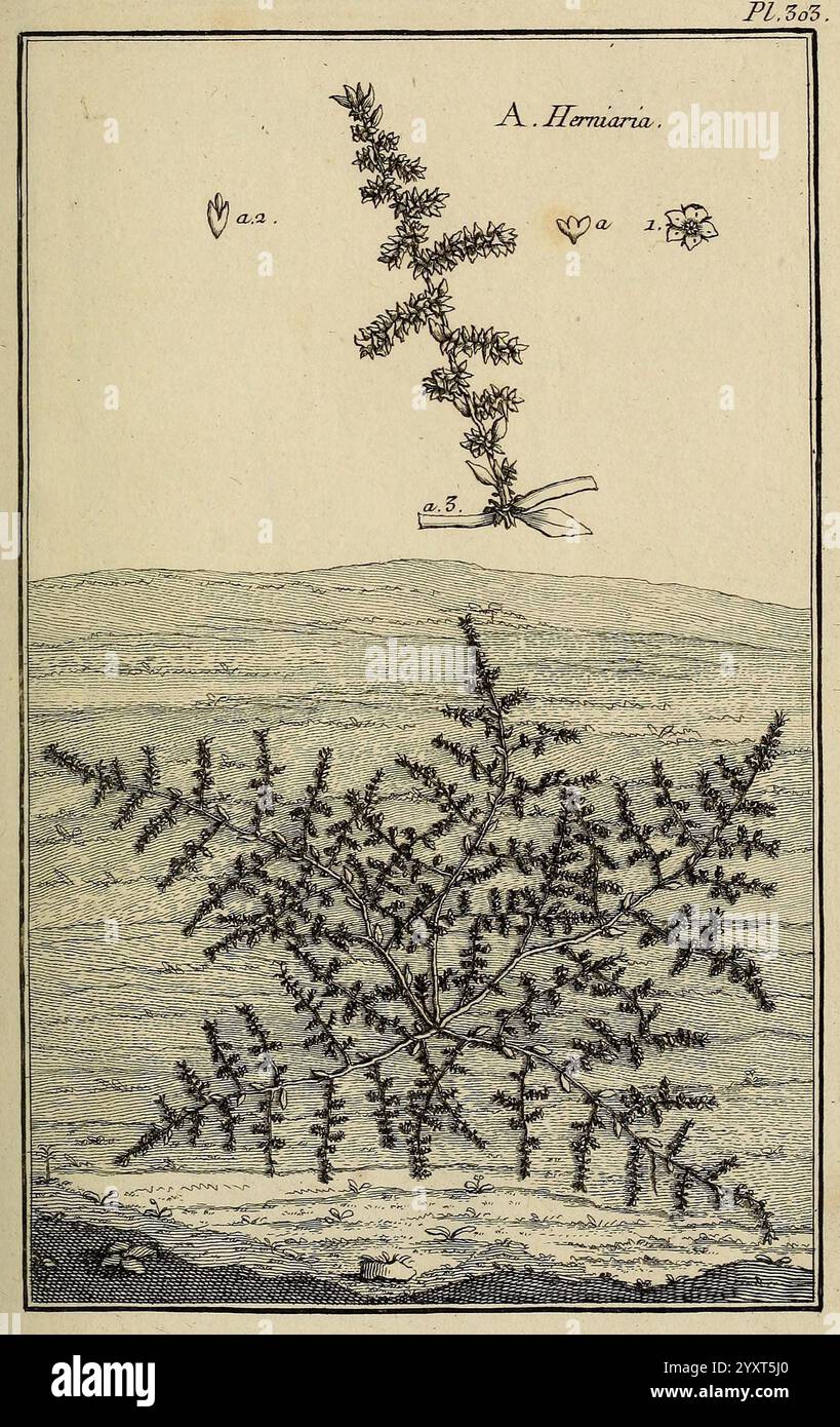 Extensive root structure hi-res stock photography and images - Alamy