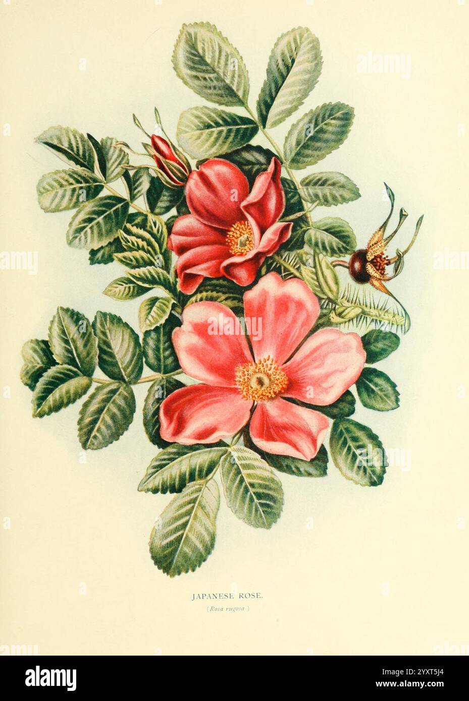 Trees, and, shrubs, of, the, British, Isles, London, Dent, 1909, botany ...