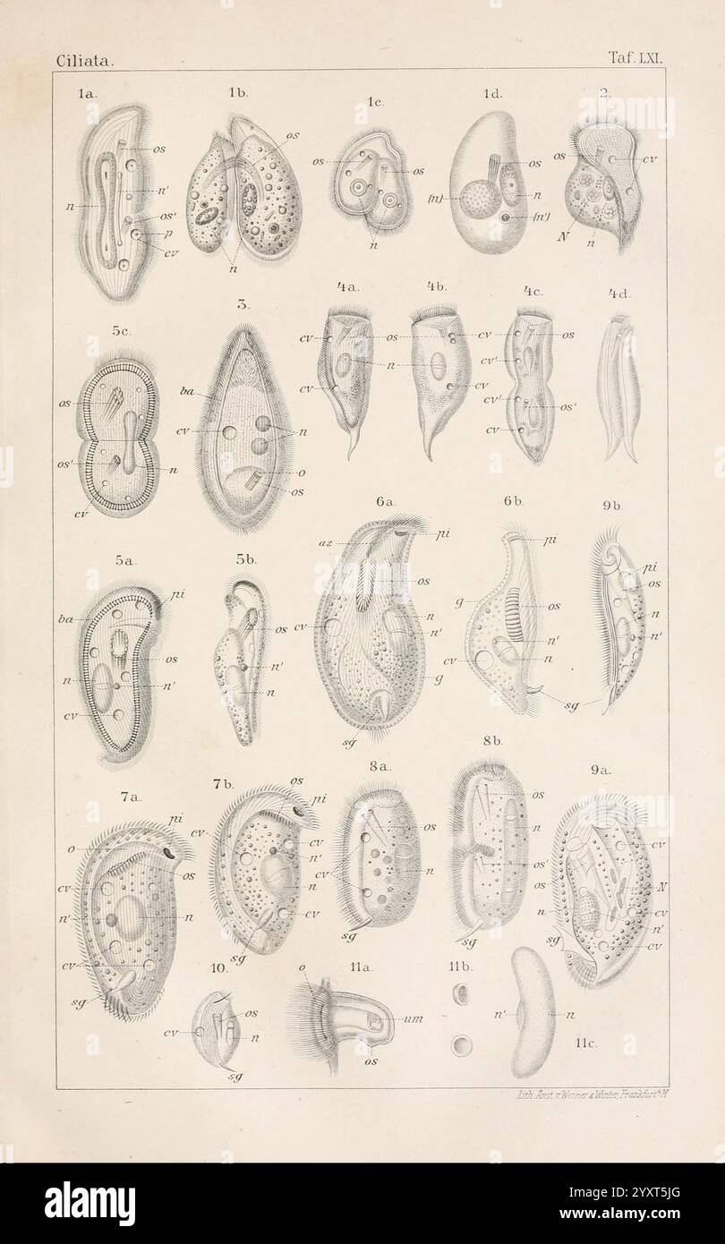 Dr. H.G. Bronn's Klassen und Ordnungen des Thier-Reichs, Leipzig und ...