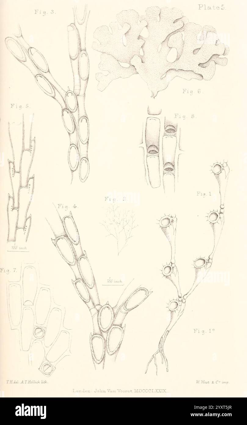 Understanding algal morphology hi-res stock photography and images - Alamy
