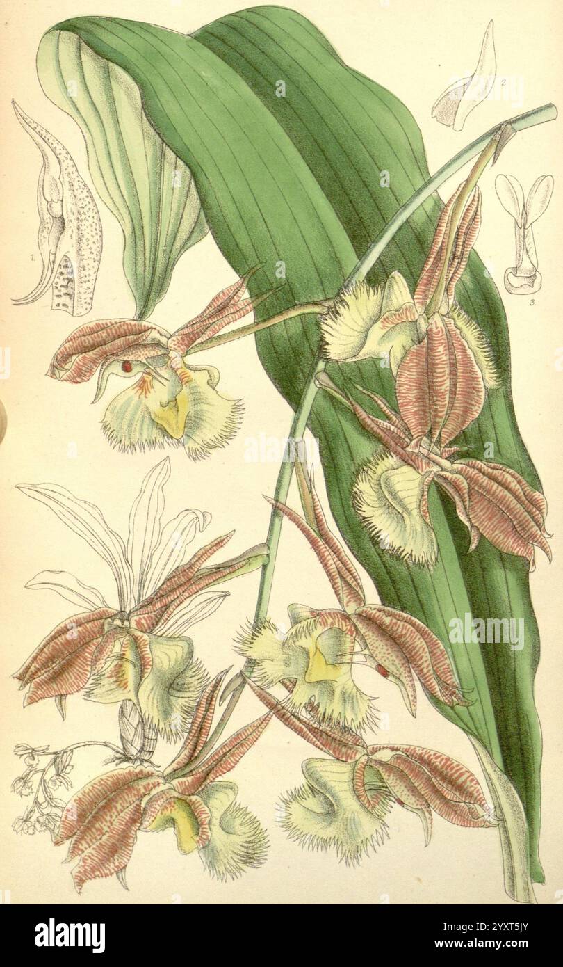 Curtis's Botanical Magazine London New York Botanical Illustration ...