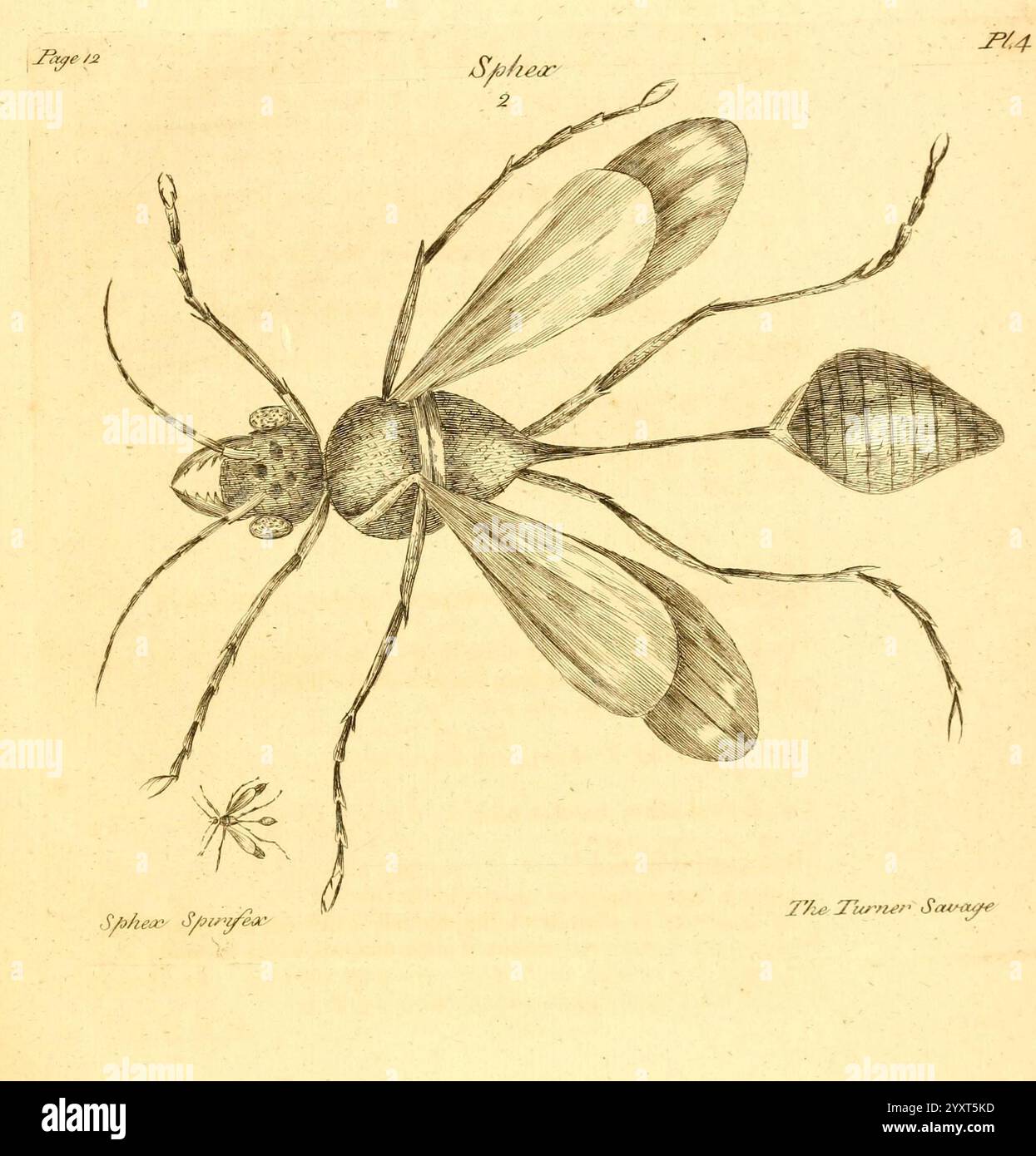 A decade of curious insects London, Printed for the author in St. James ...