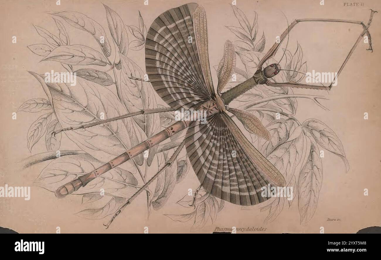 The naturalist's library, Edinburgh, W. H. Lizars, etc. 1833 ...